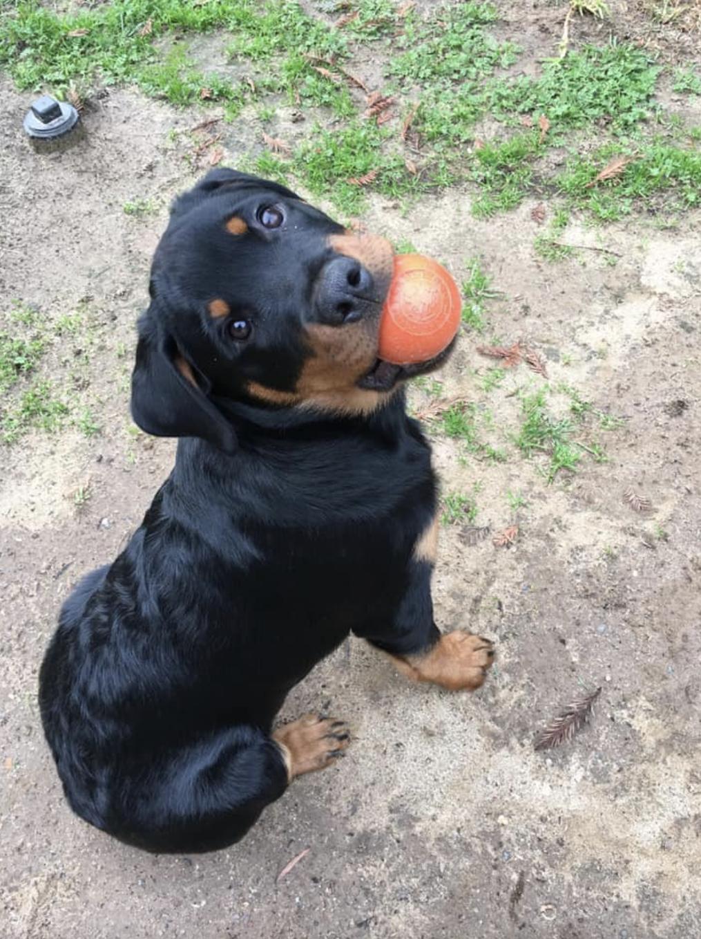 Barbara De Groodt in California | Rottweiler puppies | Good Dog