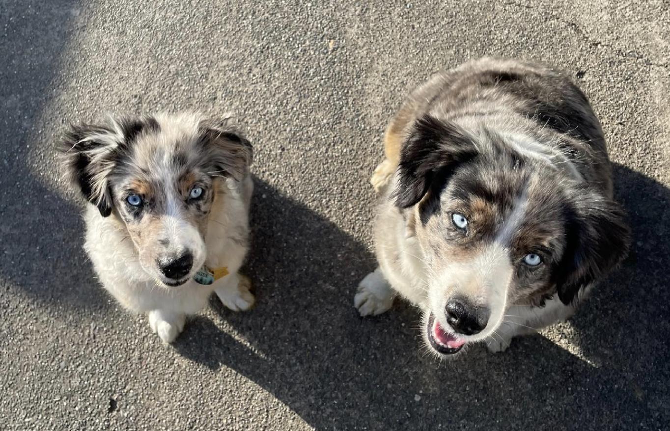 5 Star Mini Aussies in California | Miniature Australian Shepherd ...