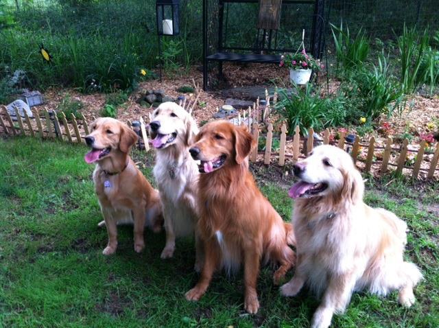 Designer Goldens in Michigan | Golden Retriever puppies | Good Dog