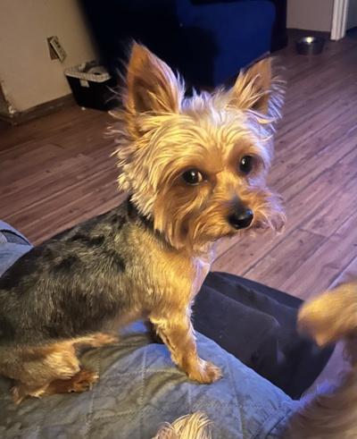Rosenthal Yorkies in Oklahoma | Yorkshire Terrier puppies | Good Dog