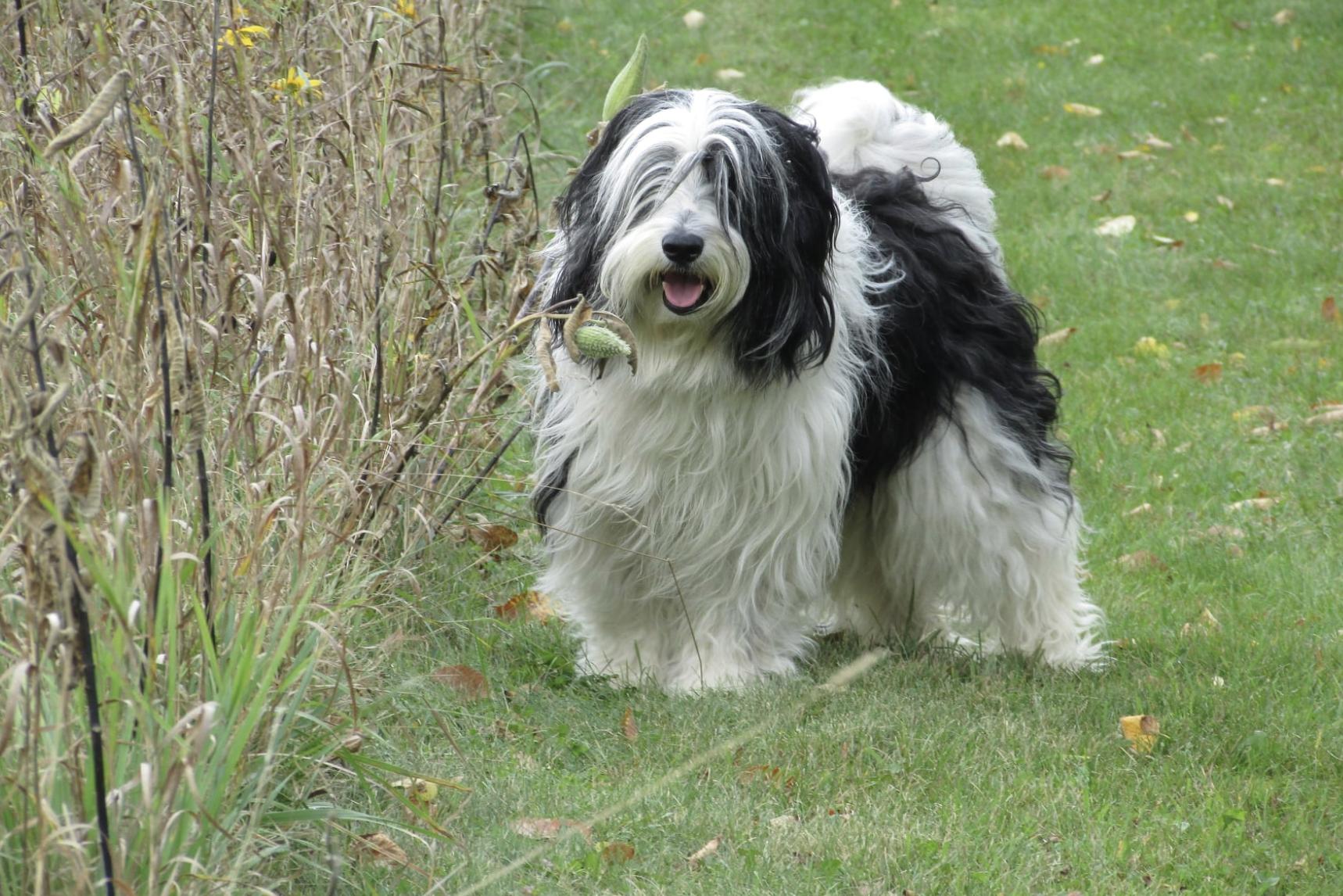 That'll Do PONs in Arizona | Polish Lowland Sheepdog puppies | Good Dog