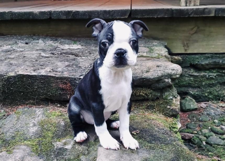 Charlie’s Pride in West Virginia | Boston Terrier puppies | Good Dog