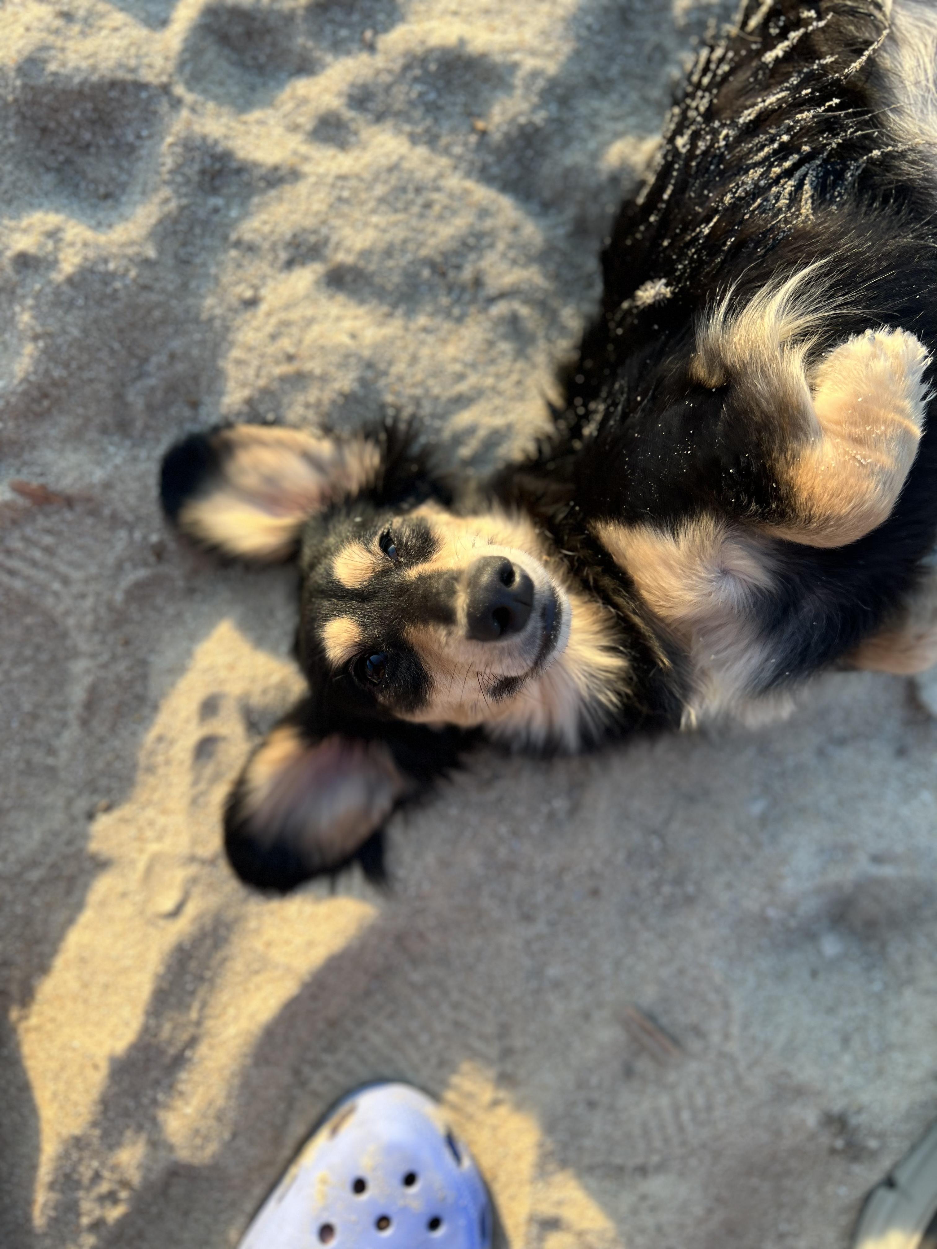 NT Mini Doxies in Idaho | Dachshund puppies | Good Dog