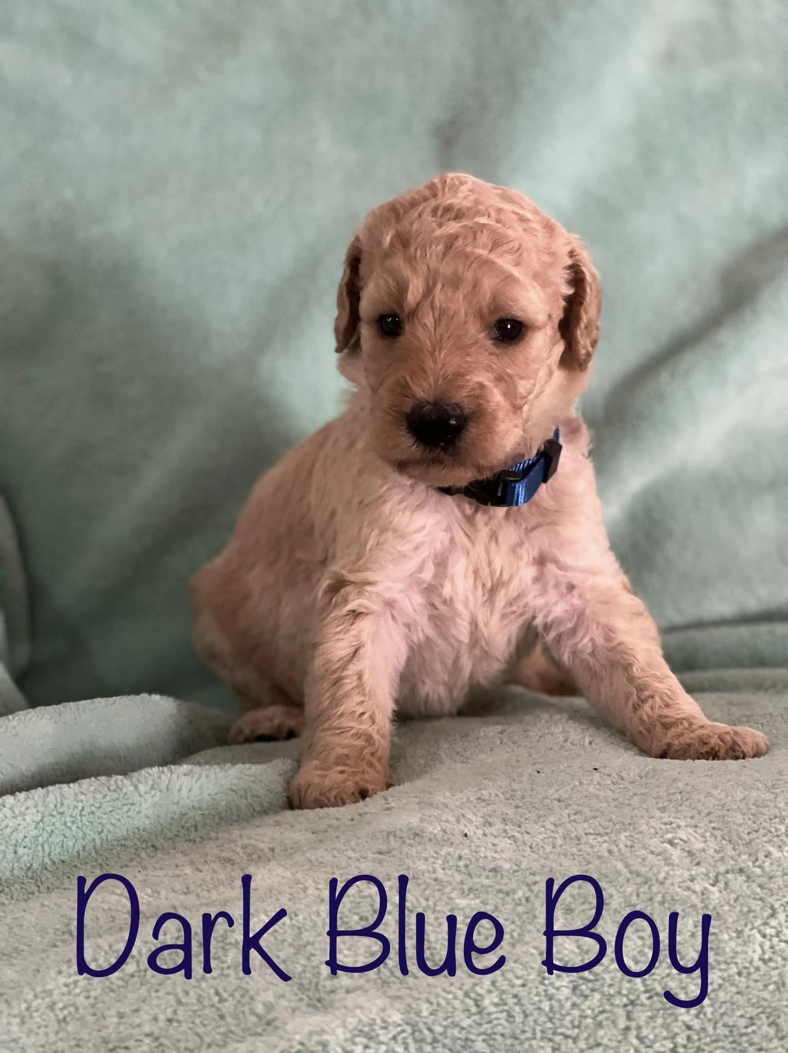 Grayson Boxers in Texas | Boxer and Goldendoodle puppies | Good Dog