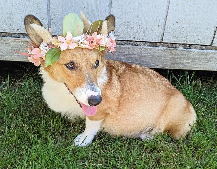 Miss Honey's Corgis in Oregon | Pembroke Welsh Corgi puppies | Good Dog