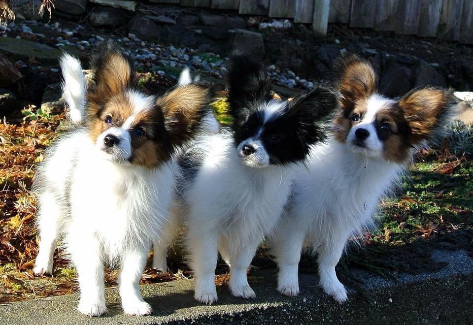 Delyteful Papillons in Washington | Papillon puppies | Good Dog
