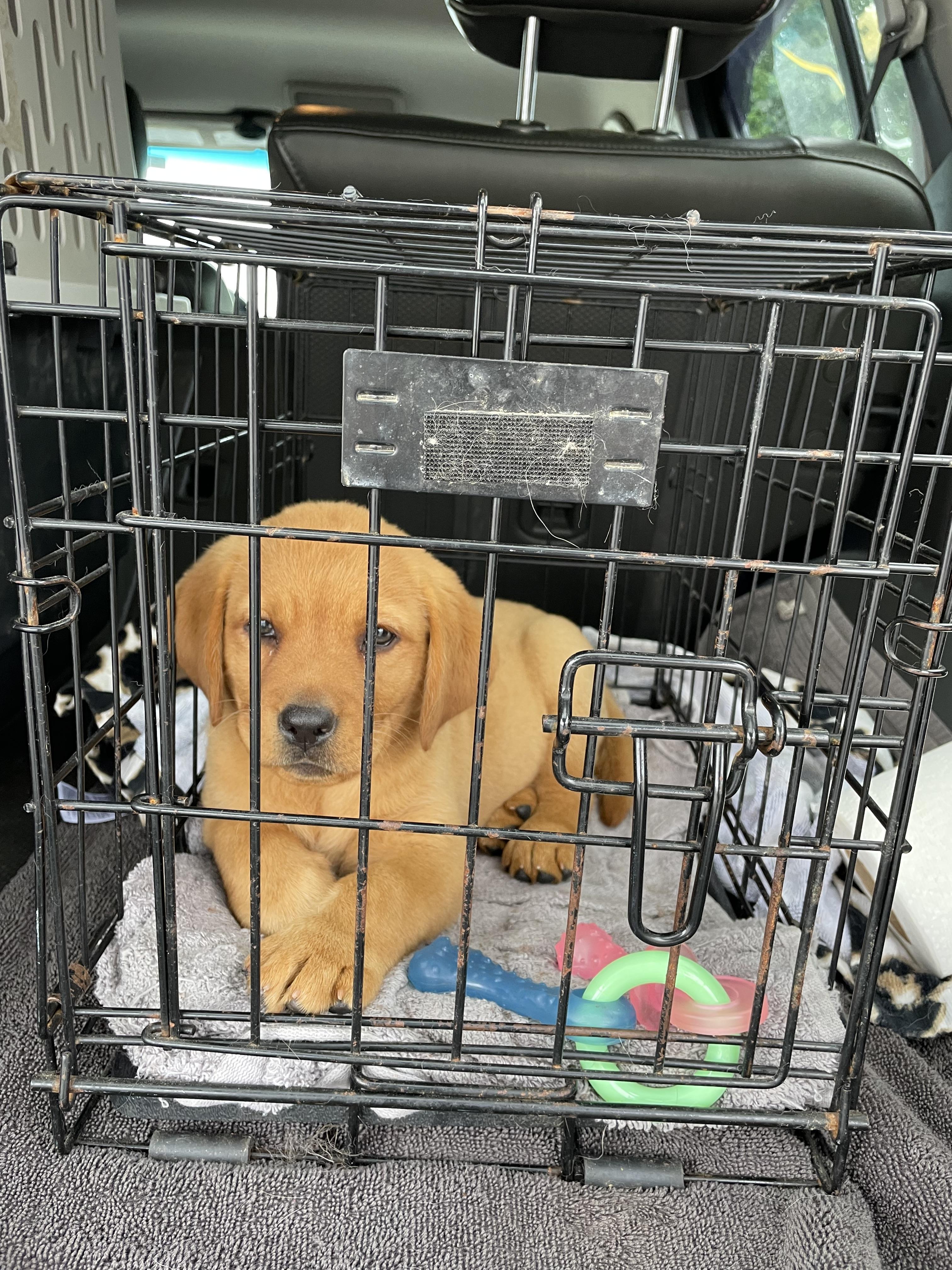 Canine Assist in Virginia | Labrador Retriever puppies | Good Dog