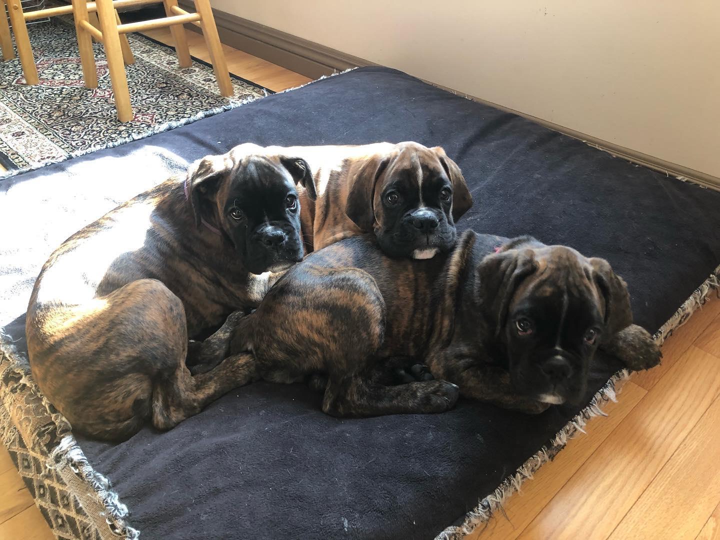 Rutherford Boxers in Illinois | Boxer puppies | Good Dog