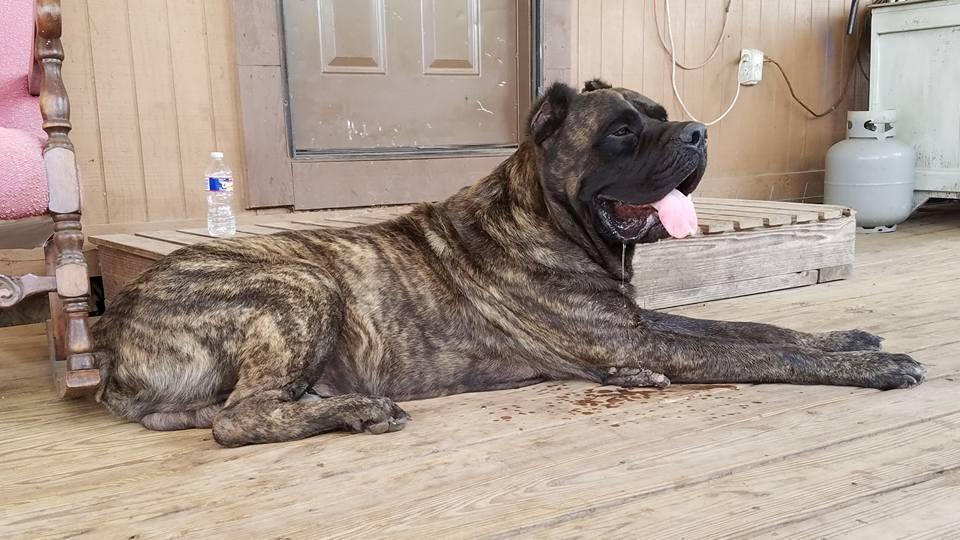 Whispering Oaks Mastini in | Neapolitan Mastiff puppies | Good Dog