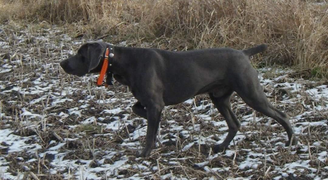 Dreamweaver Weimaraners in Iowa | Weimaraner puppies | Good Dog