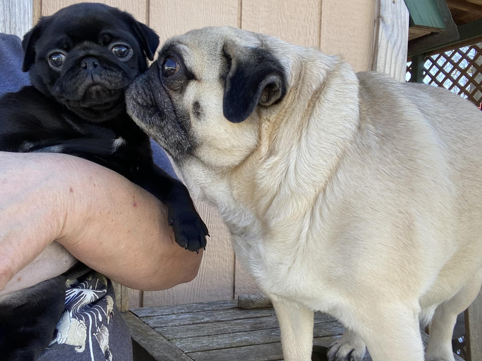 Bar-Ken Baby Pugs in North Carolina | Pug puppies | Good Dog