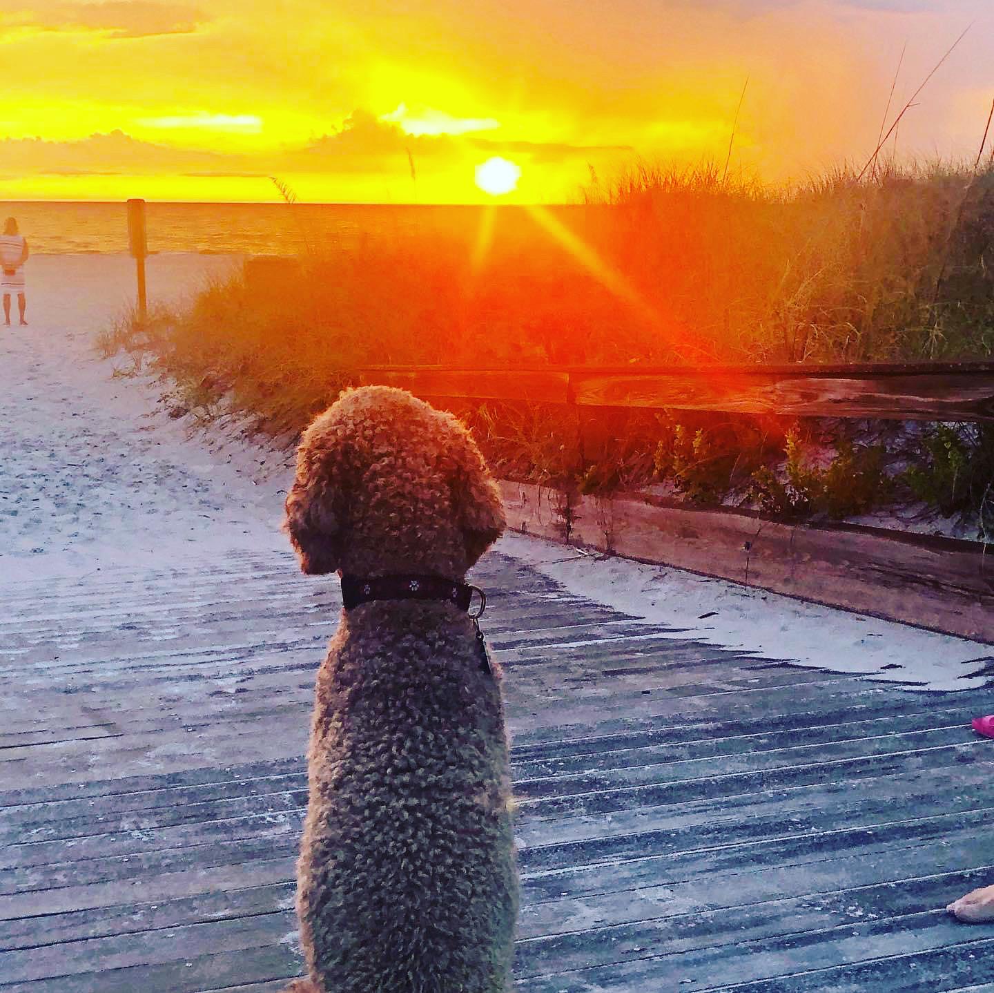 Suncoast Goldendoodles in Florida | Goldendoodle puppies | Good Dog