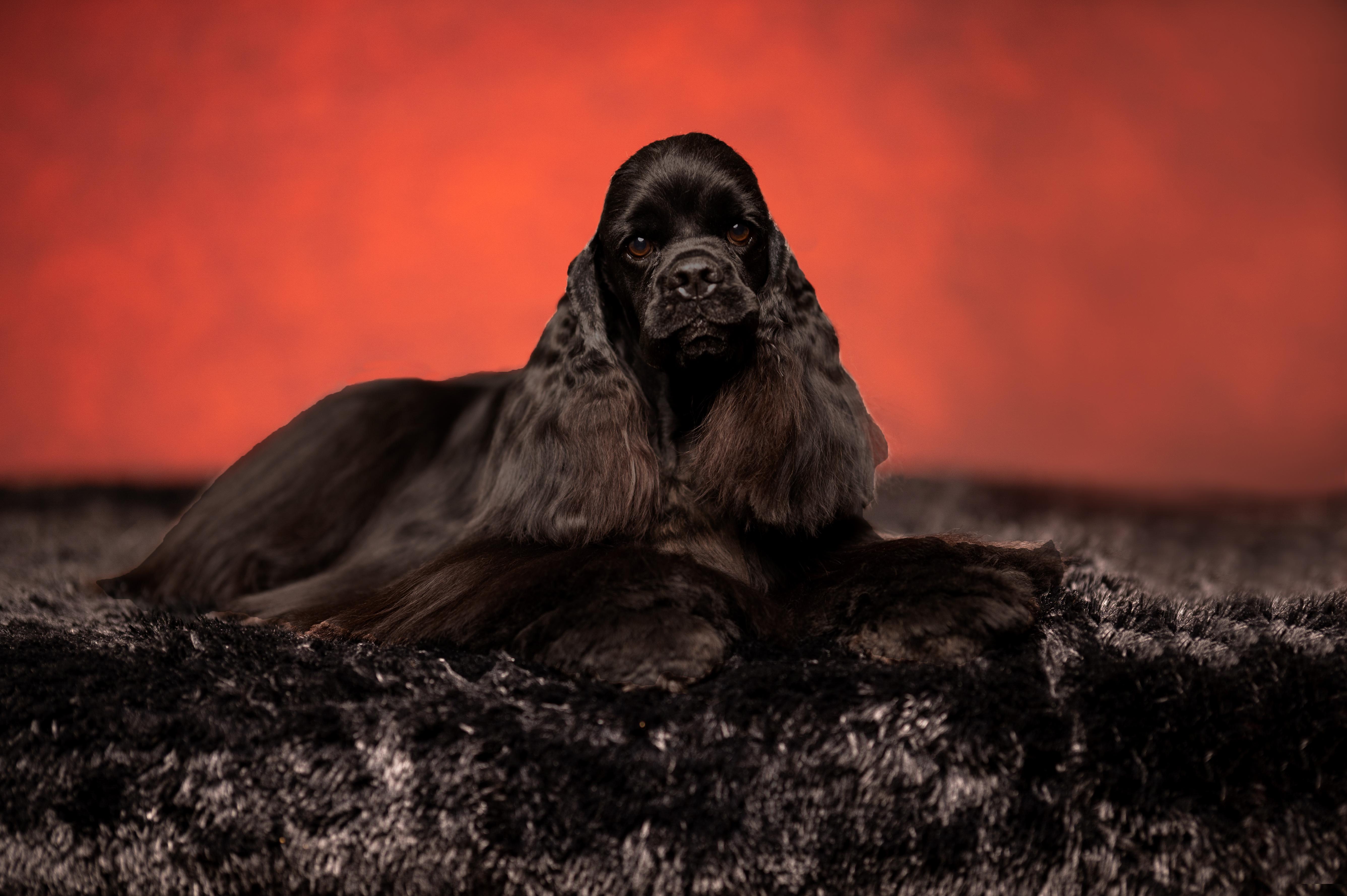 Seneca Cockers in Florida | Cocker Spaniel puppies | Good Dog