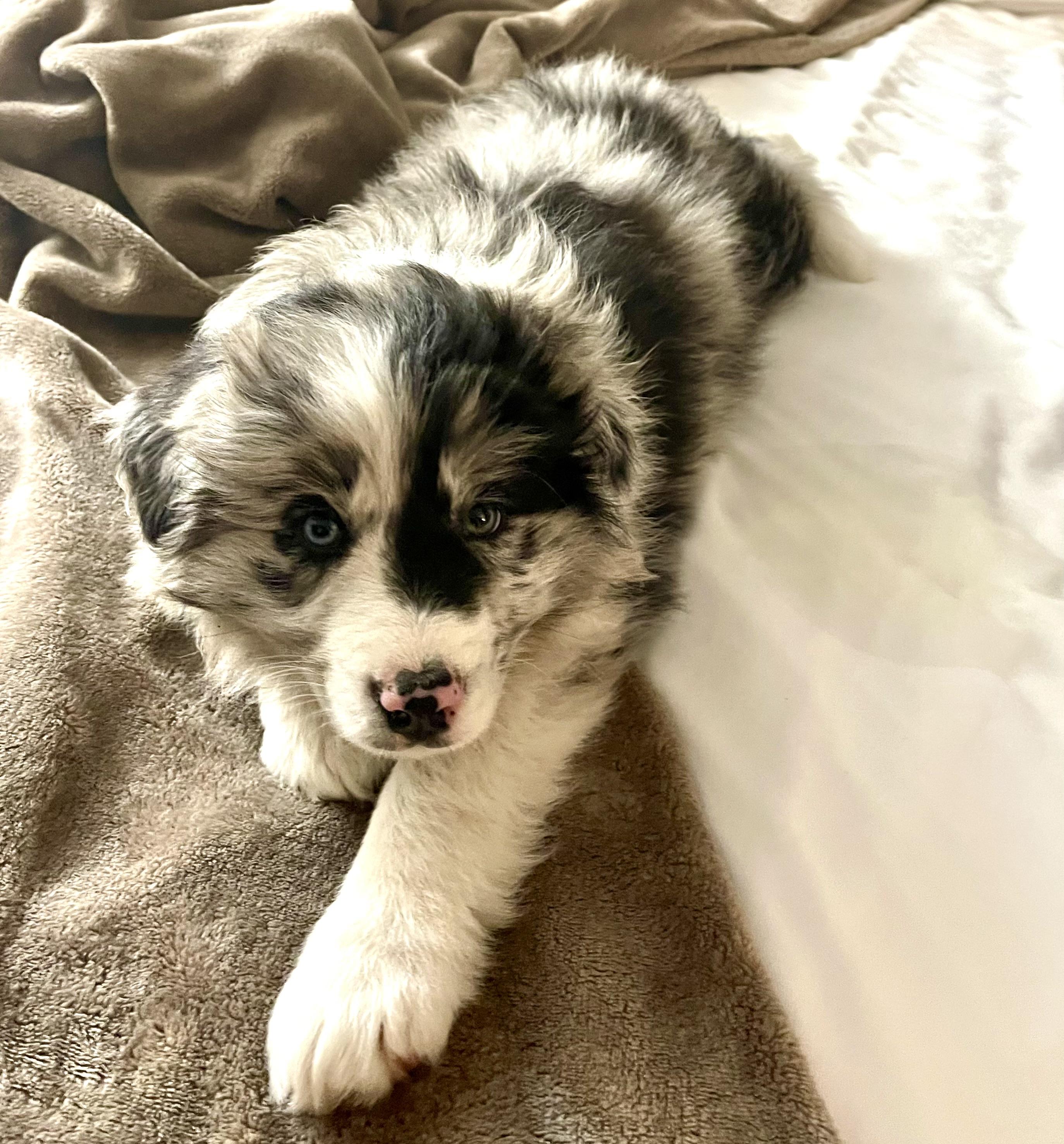 Aloha Border Collies in Texas | Border Collie puppies | Good Dog