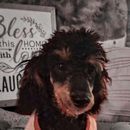 Carr's Candy Poodles in West Virginia | Poodle puppies | Good Dog
