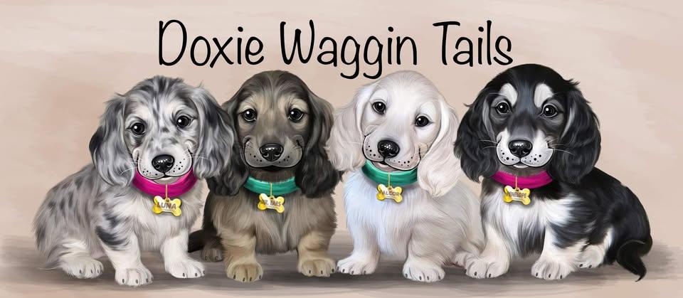 Doxie Waggin Tails in Illinois | Dachshund puppies | Good Dog