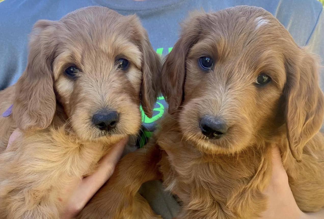 Goldendoodle MI in Michigan | Goldendoodle puppies | Good Dog