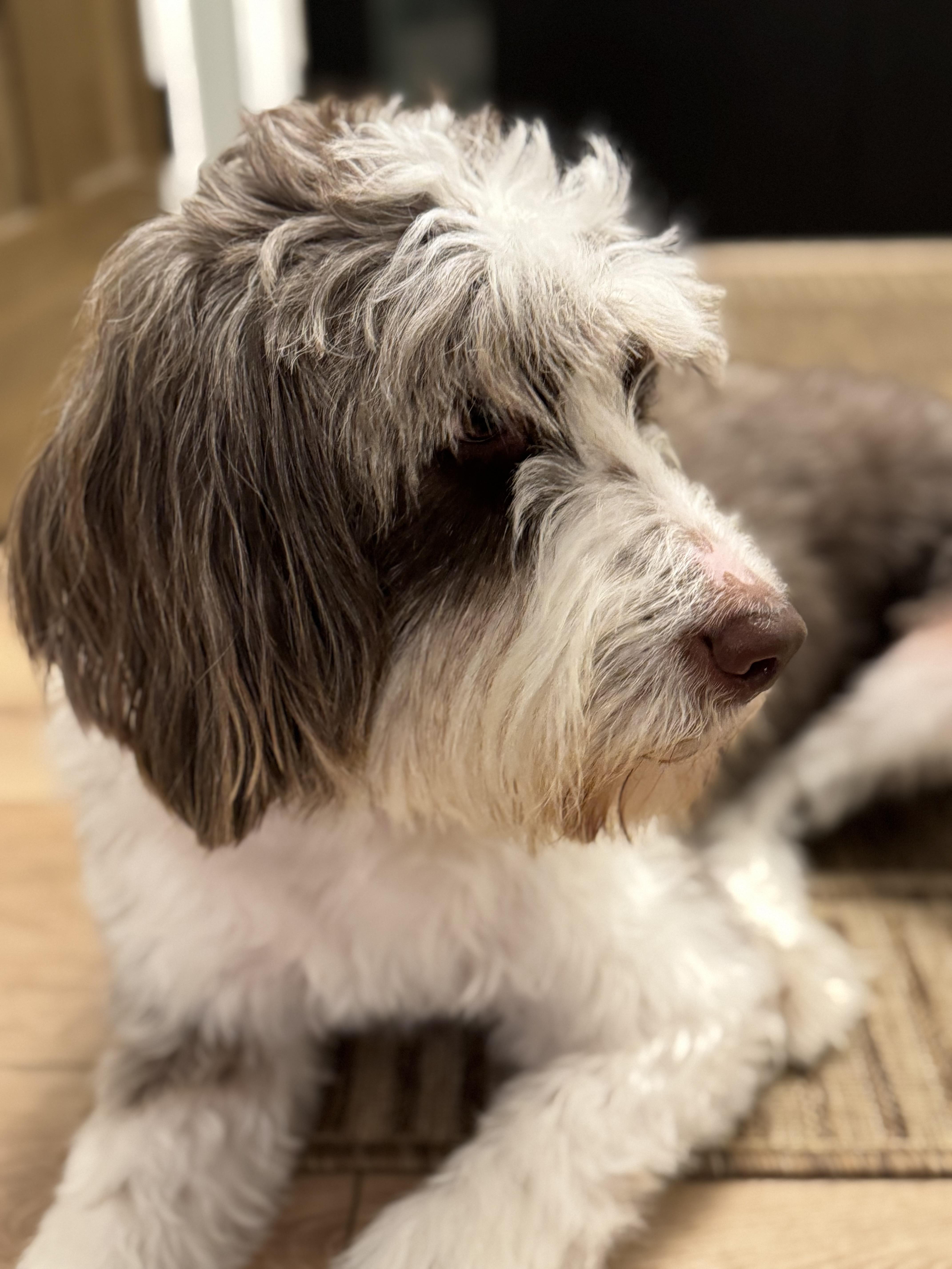 Woodbriar Wags in Ohio | Australian Mountain Doodle puppies | Good Dog
