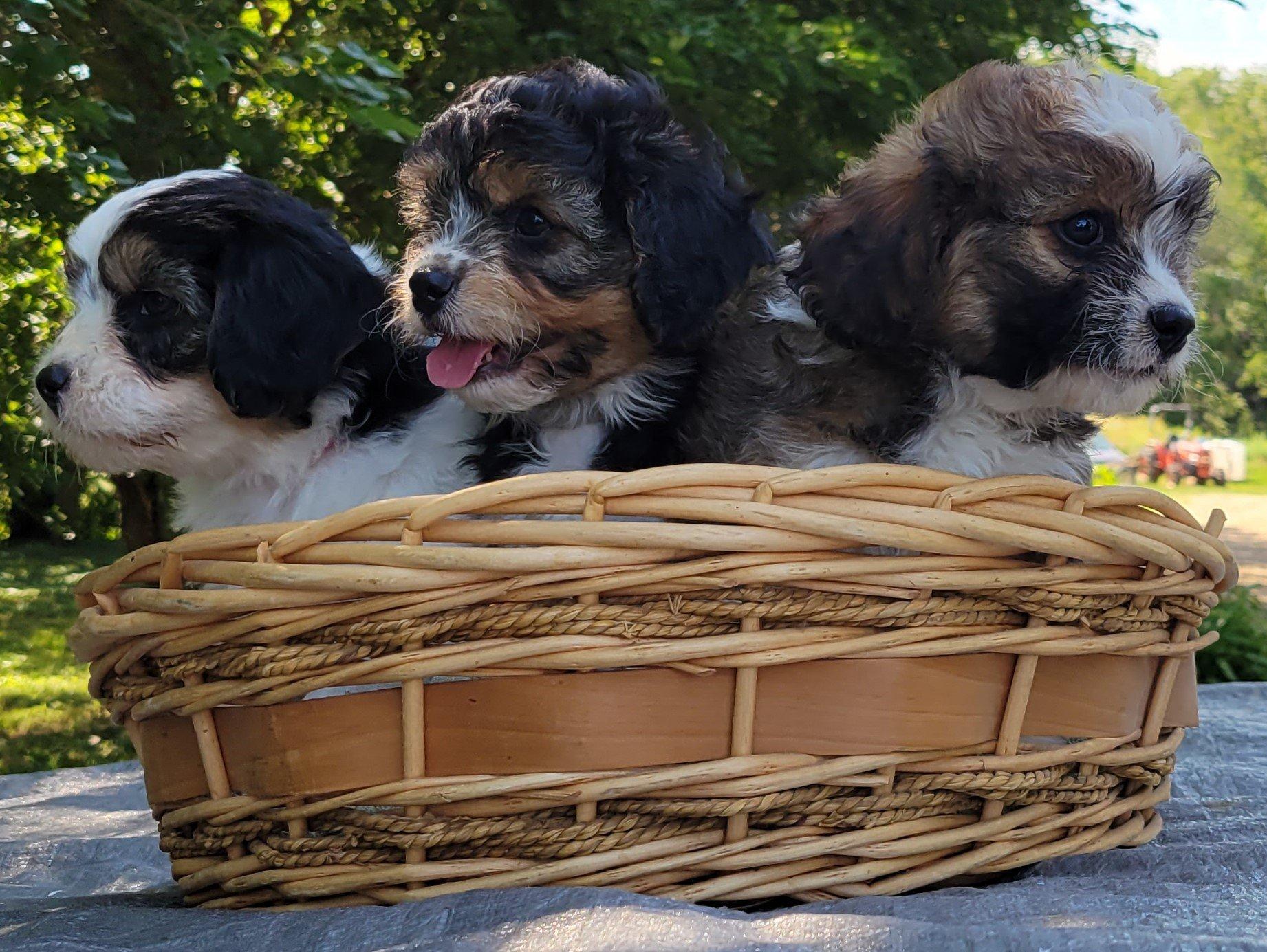 Cavacute Puppies in South Dakota | Companion Cross puppies | Good Dog