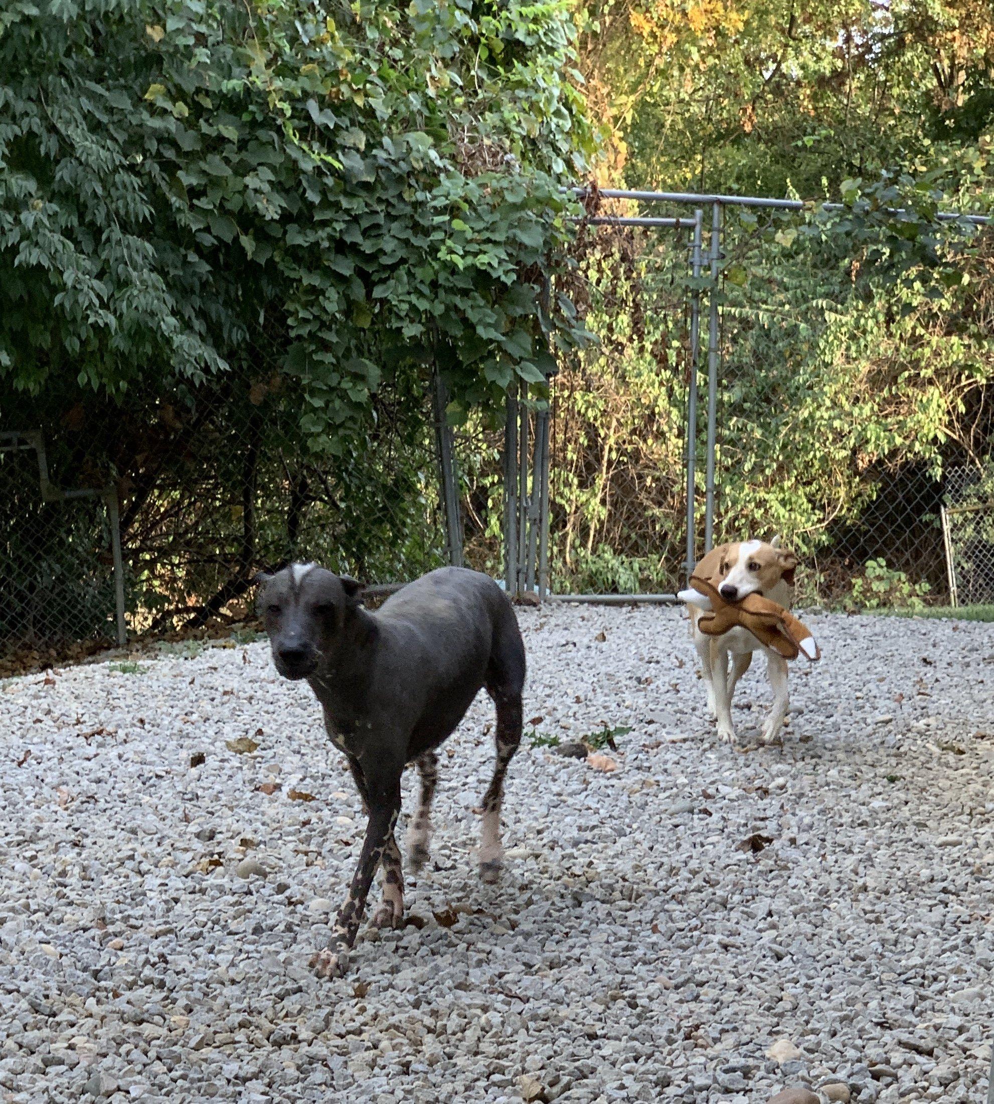 Naked Baby’s in Ohio | Peruvian Inca Orchid puppies | Good Dog