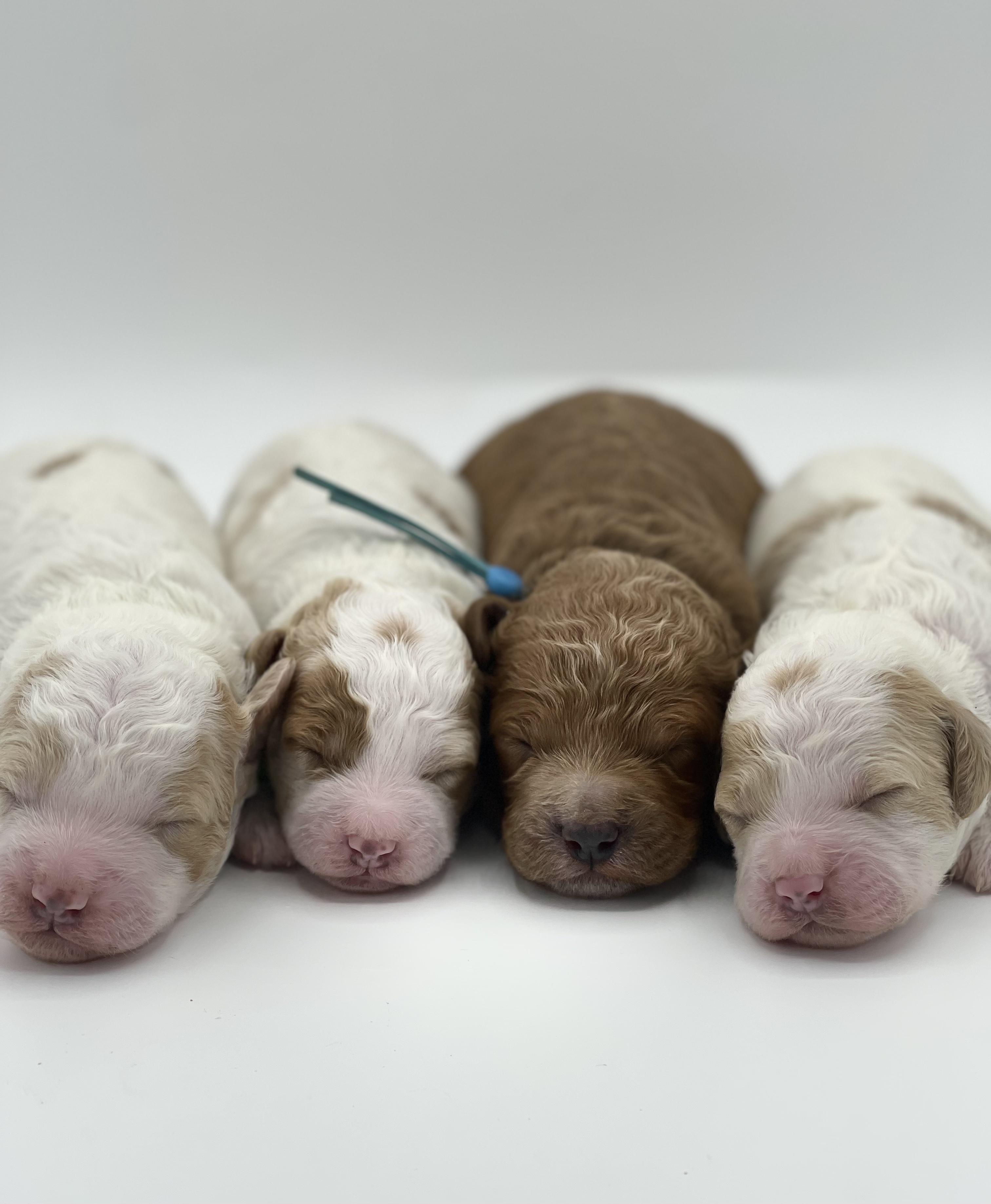 Poodley Doodley Doo in South Carolina | Goldendoodle and Sheepadoodle ...