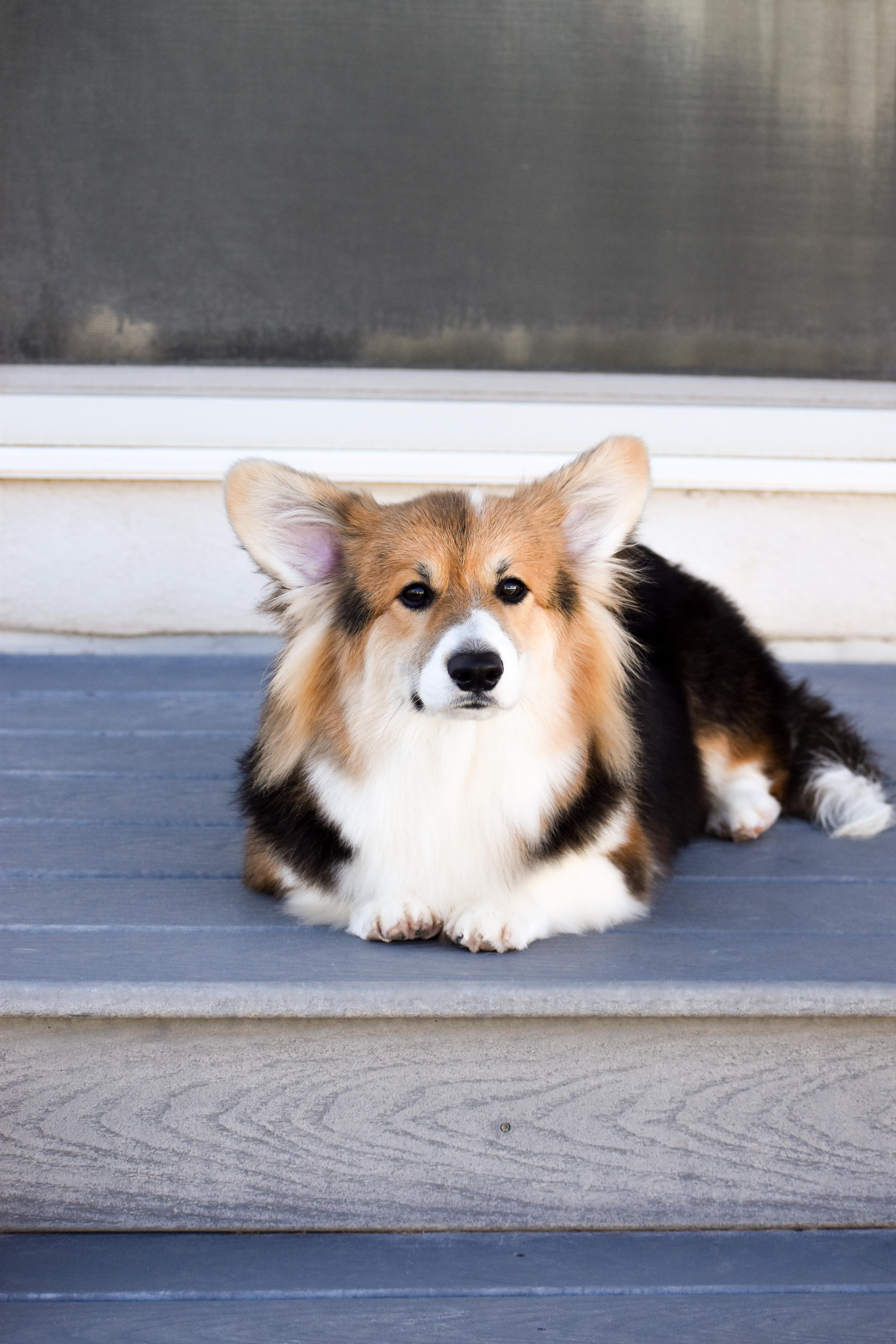 Blacktail Mountain Corgis in Utah | Pembroke Welsh Corgi and American ...