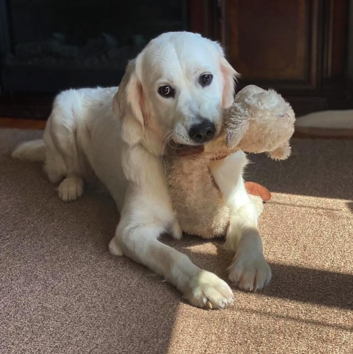 K & M Golden Retrievers in Michigan | Golden Retriever puppies | Good Dog