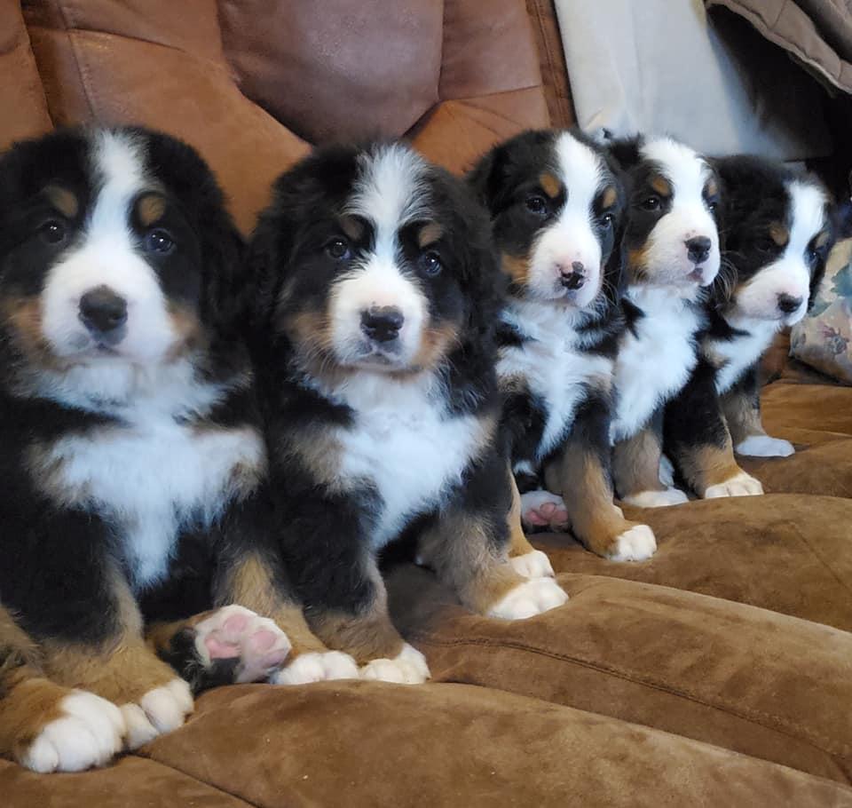 CreekTop in Missouri | Bernese Mountain Dog and Cairn Terrier puppies ...