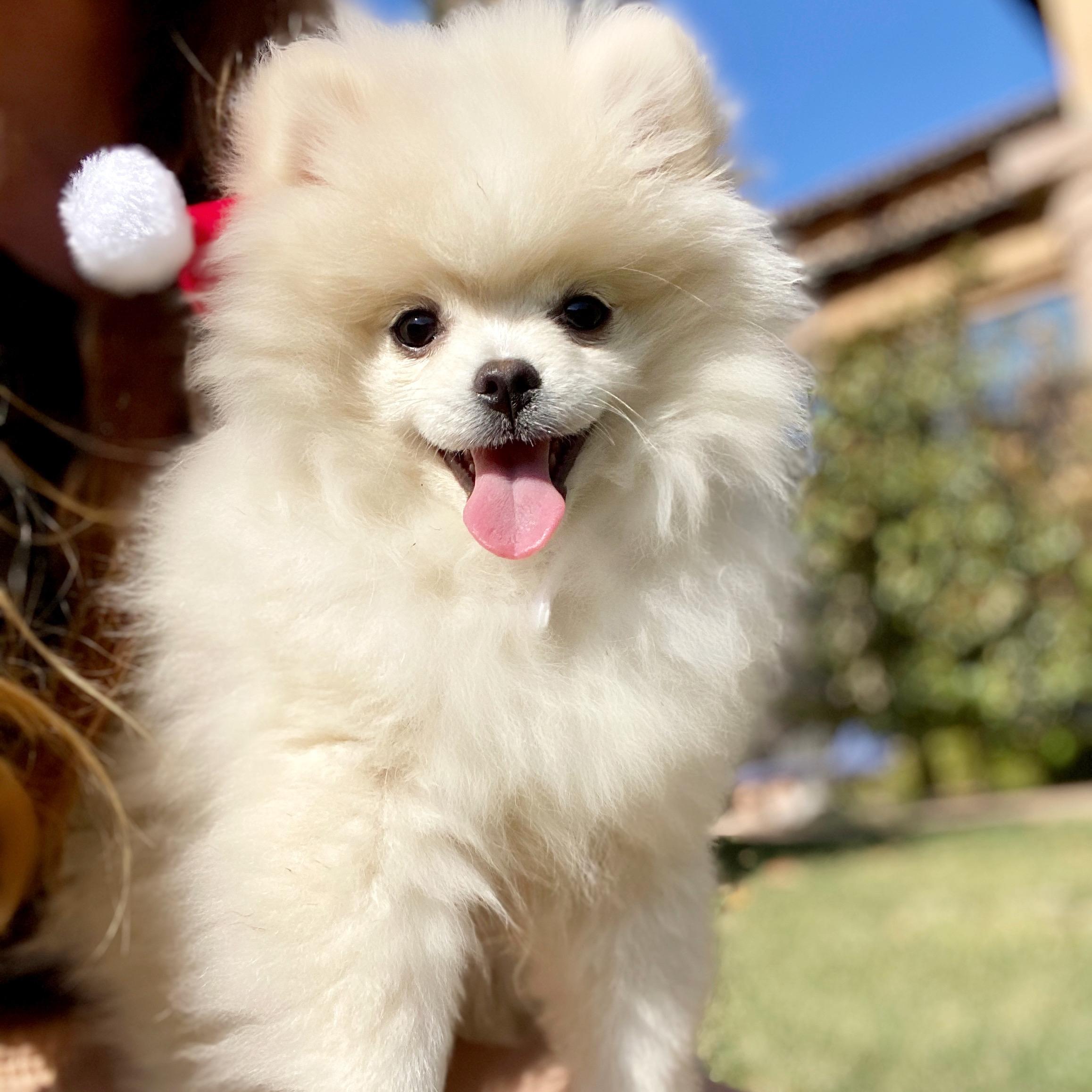 Real Puppies of Beverly Hills in California | Pomeranian puppies | Good Dog