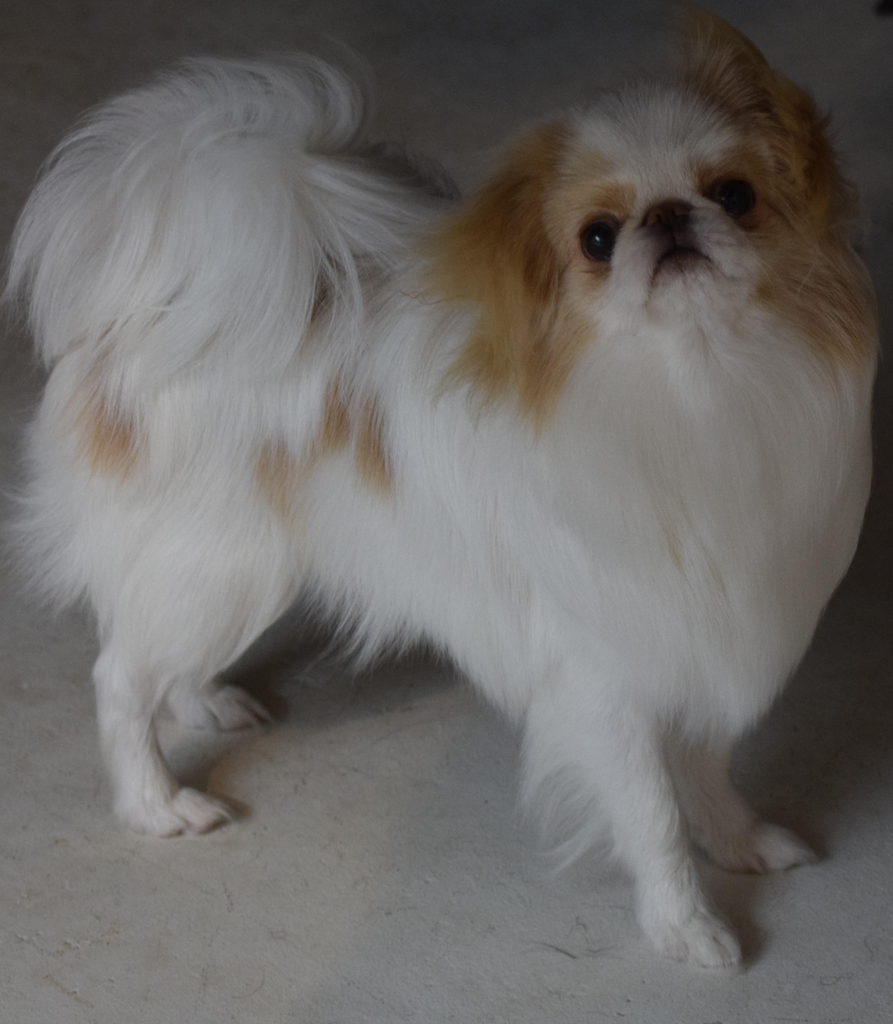 Camelot's Japanese Chin in New York | Japanese Chin puppies | Good Dog