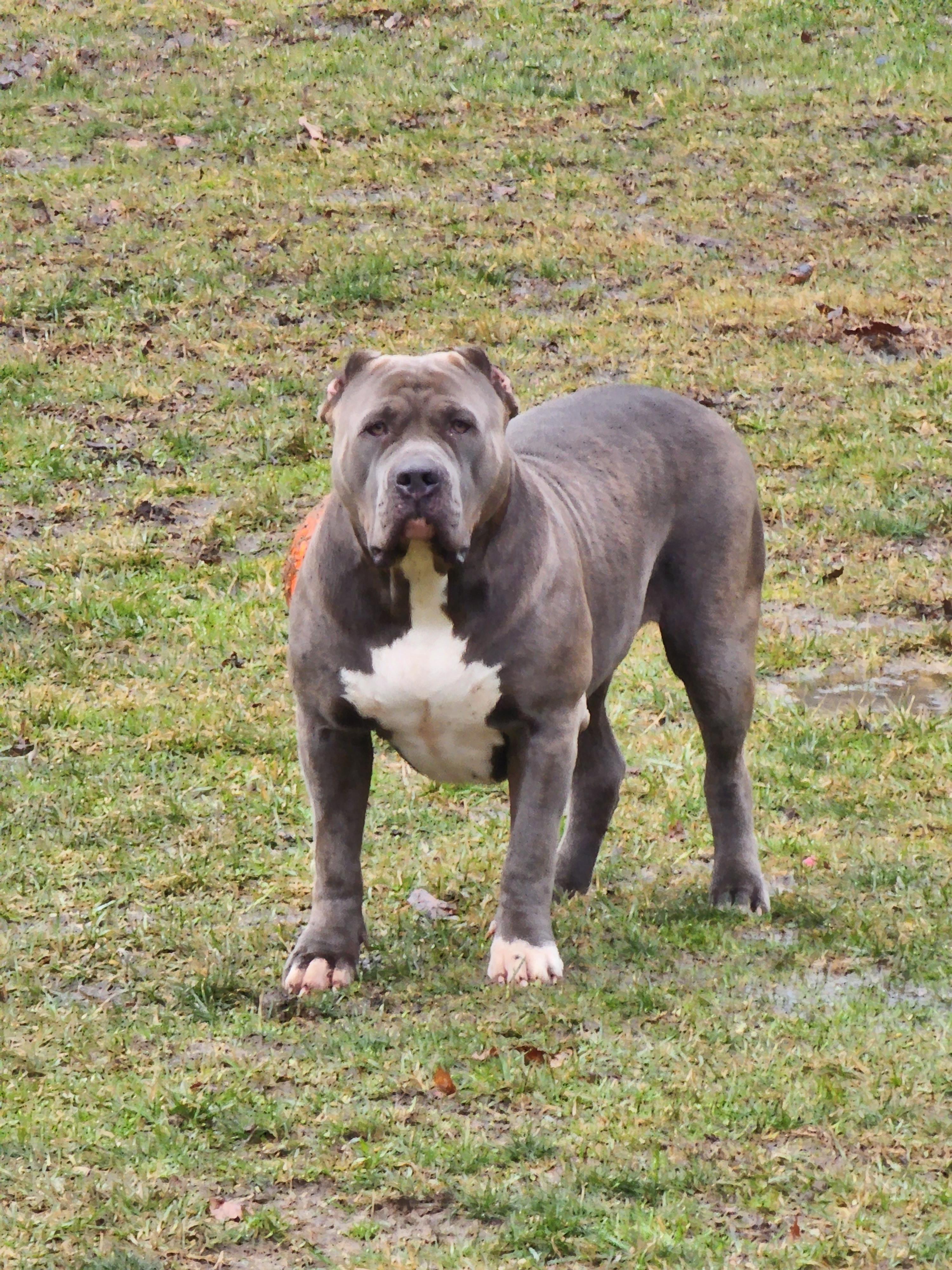 Mountain Monster Bullies in West Virginia | American Bully puppies ...