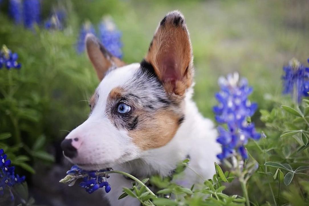 Indian Trail Corgis in Texas | American Corgi puppies | Good Dog