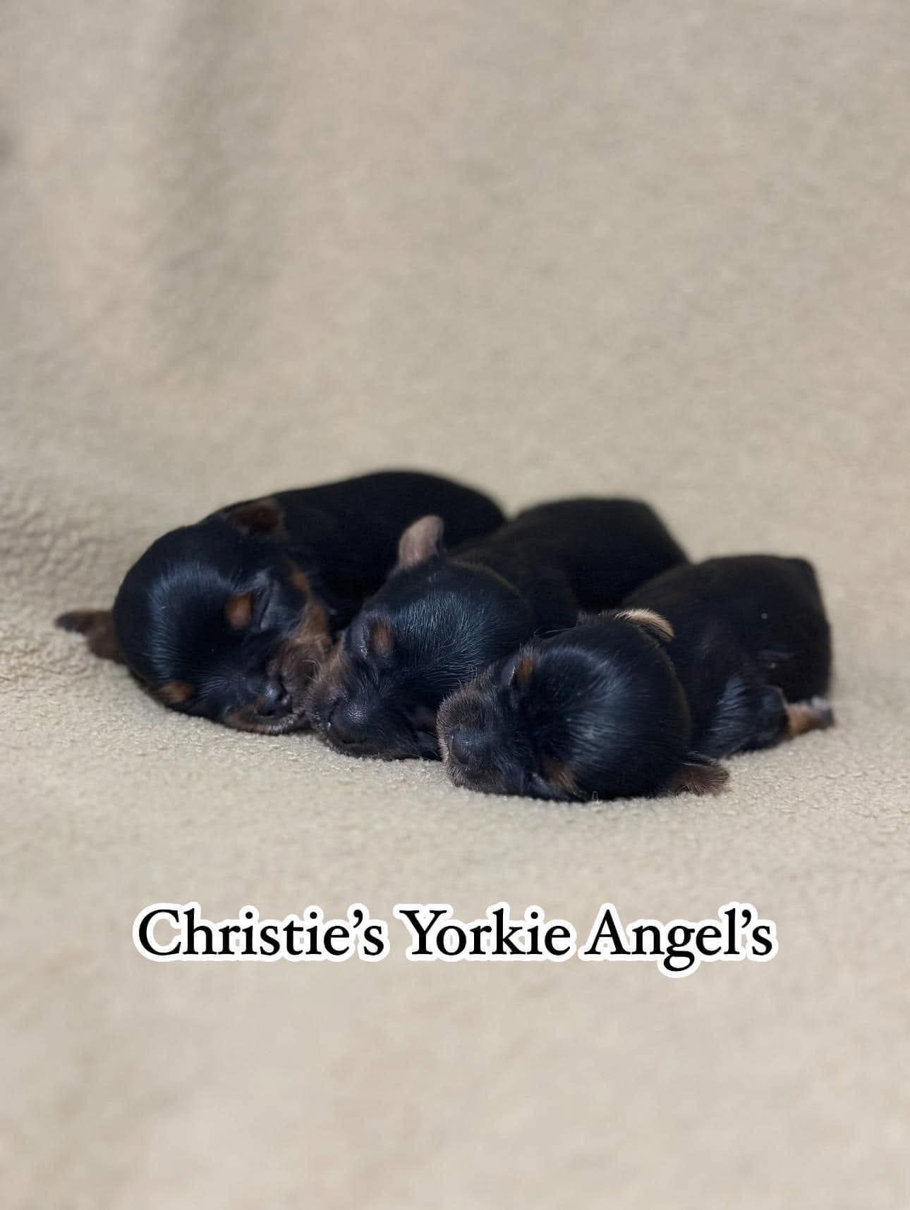 Christie’s Yorkie Angel’s in Delaware | Yorkshire Terrier puppies ...