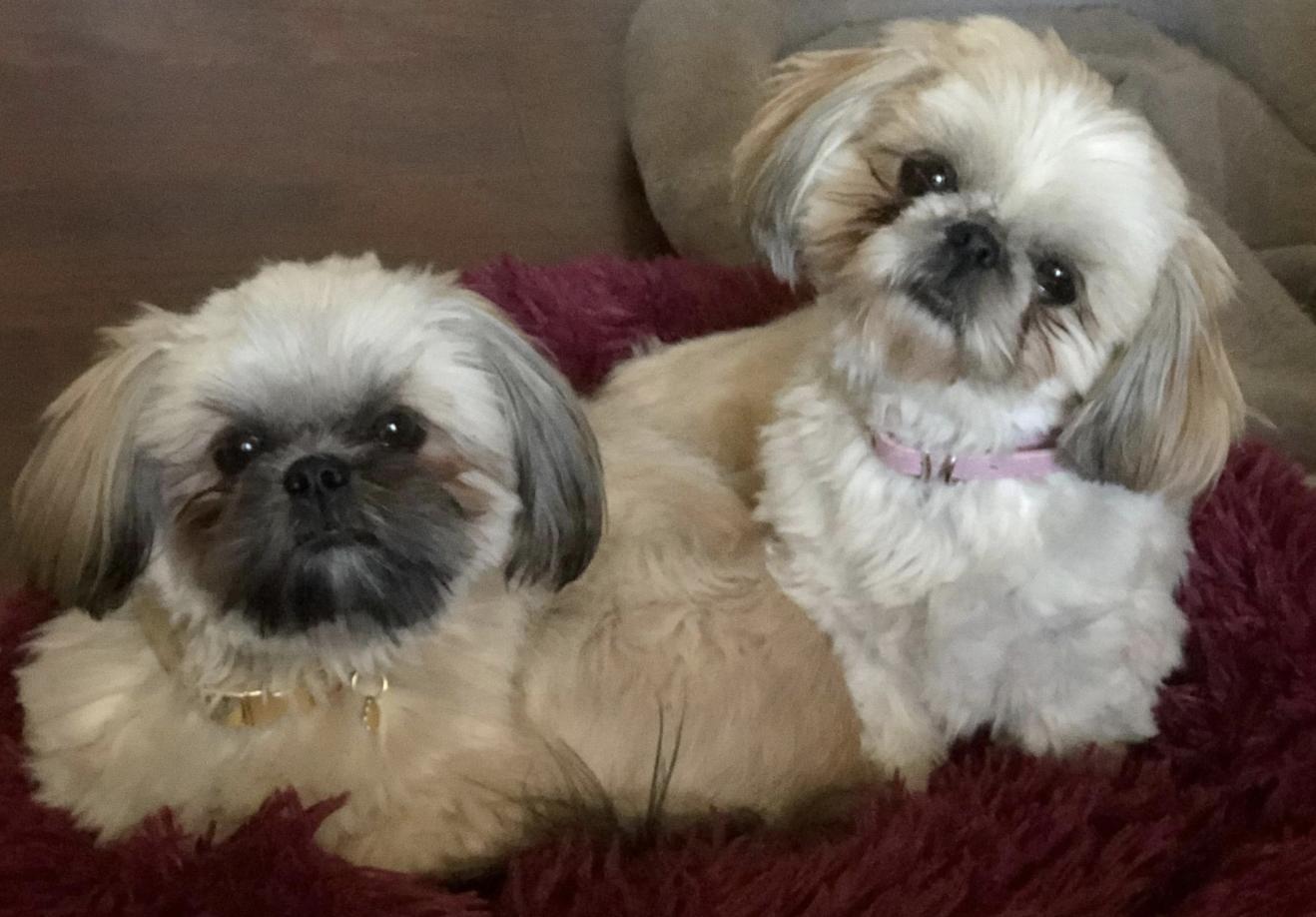 Schiermeister Hof Kennels in Washington | Shih Tzu puppies | Good Dog