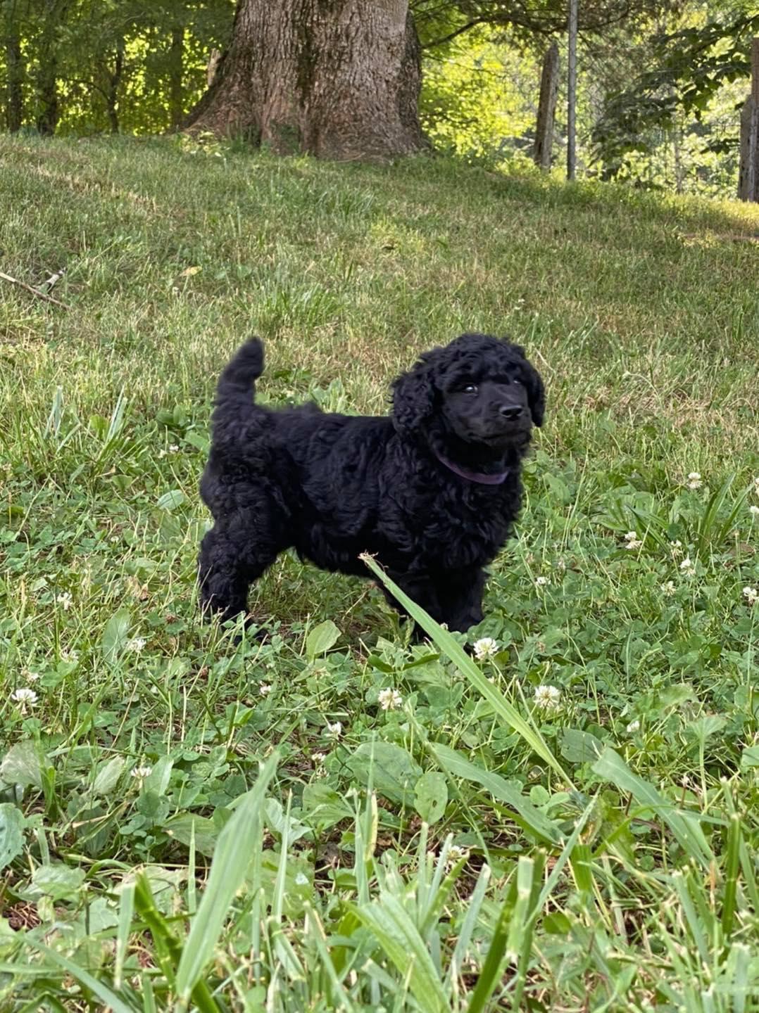 Hillside Poodles of Middle Tennessee in Tennessee | Poodle puppies ...