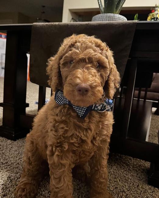 Authentic Breed in Georgia | Poodle puppies | Good Dog