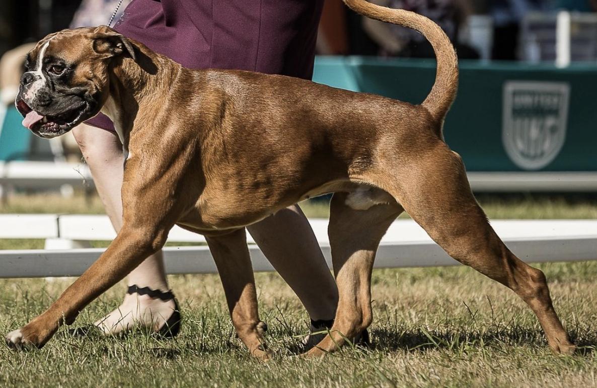 Rose’s Supercharged Boxers in Washington | Boxer puppies | Good Dog
