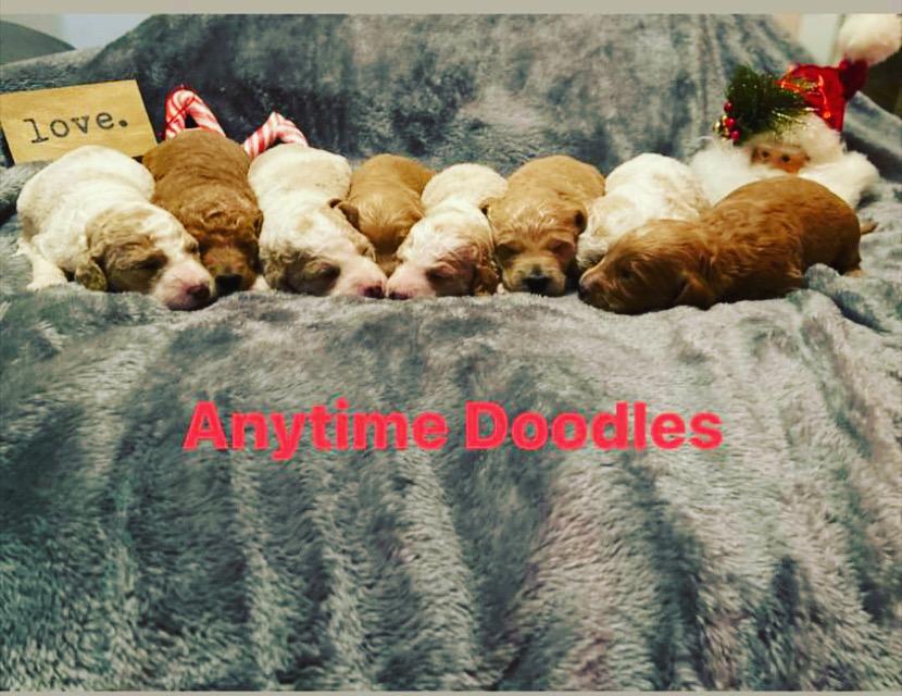 Anytime Doodles in Michigan | Goldendoodle and Poodle puppies | Good Dog