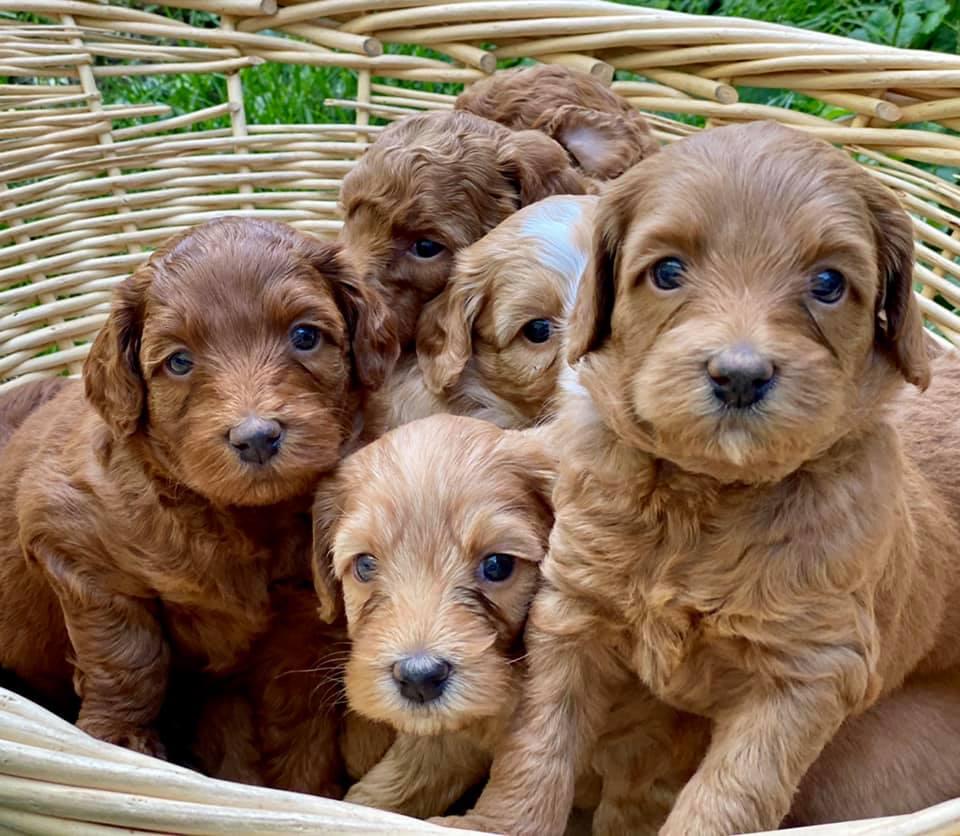 Maple Lane Australian Labradoodles in Pennsylvania | Australian ...