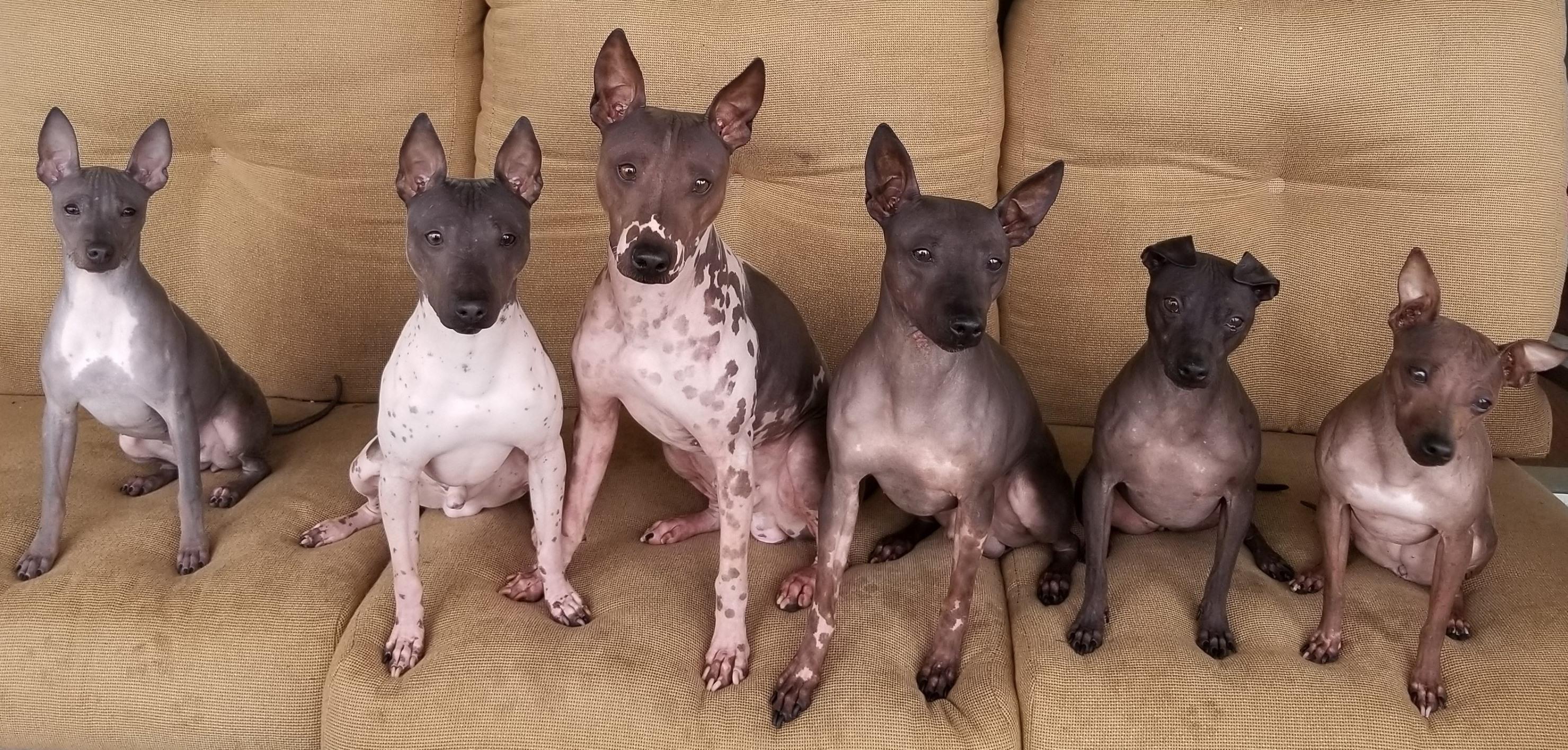 Nekkid Ambition AHT's in Texas | American Hairless Terrier puppies ...