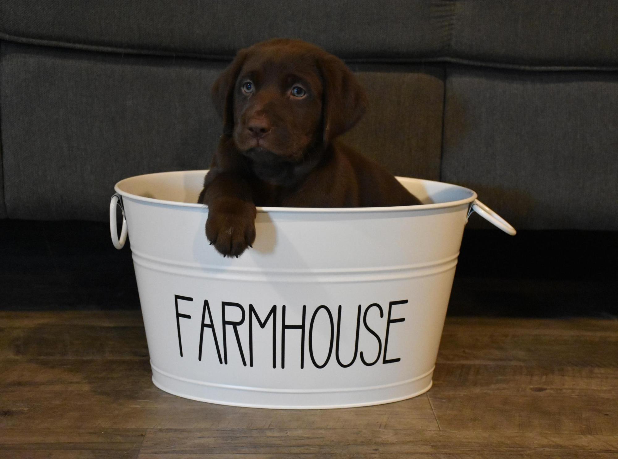 Farmhouse Labradors in North Carolina | Labrador Retriever puppies ...