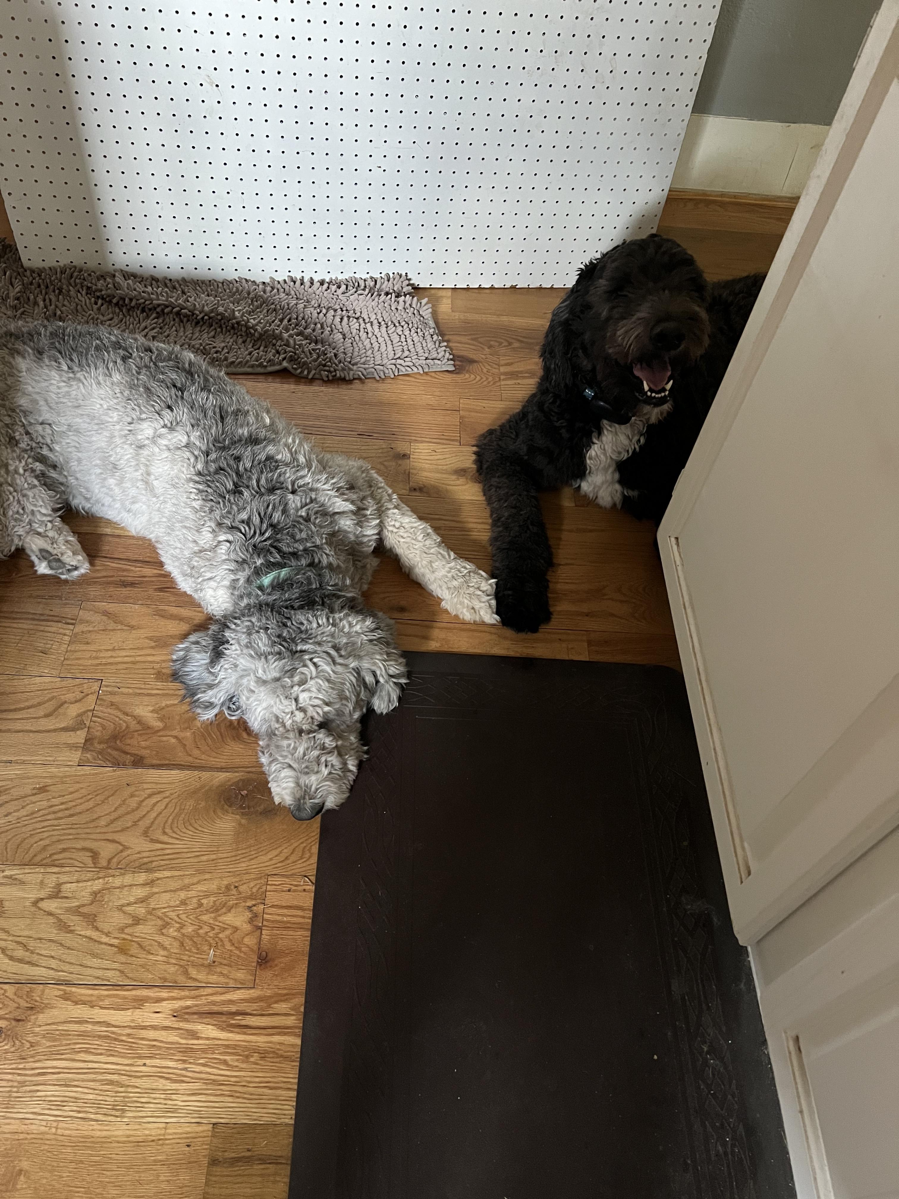 Clevenger’s Sheepadoodle Fur Baby Farm in Texas | Sheepadoodle puppies ...