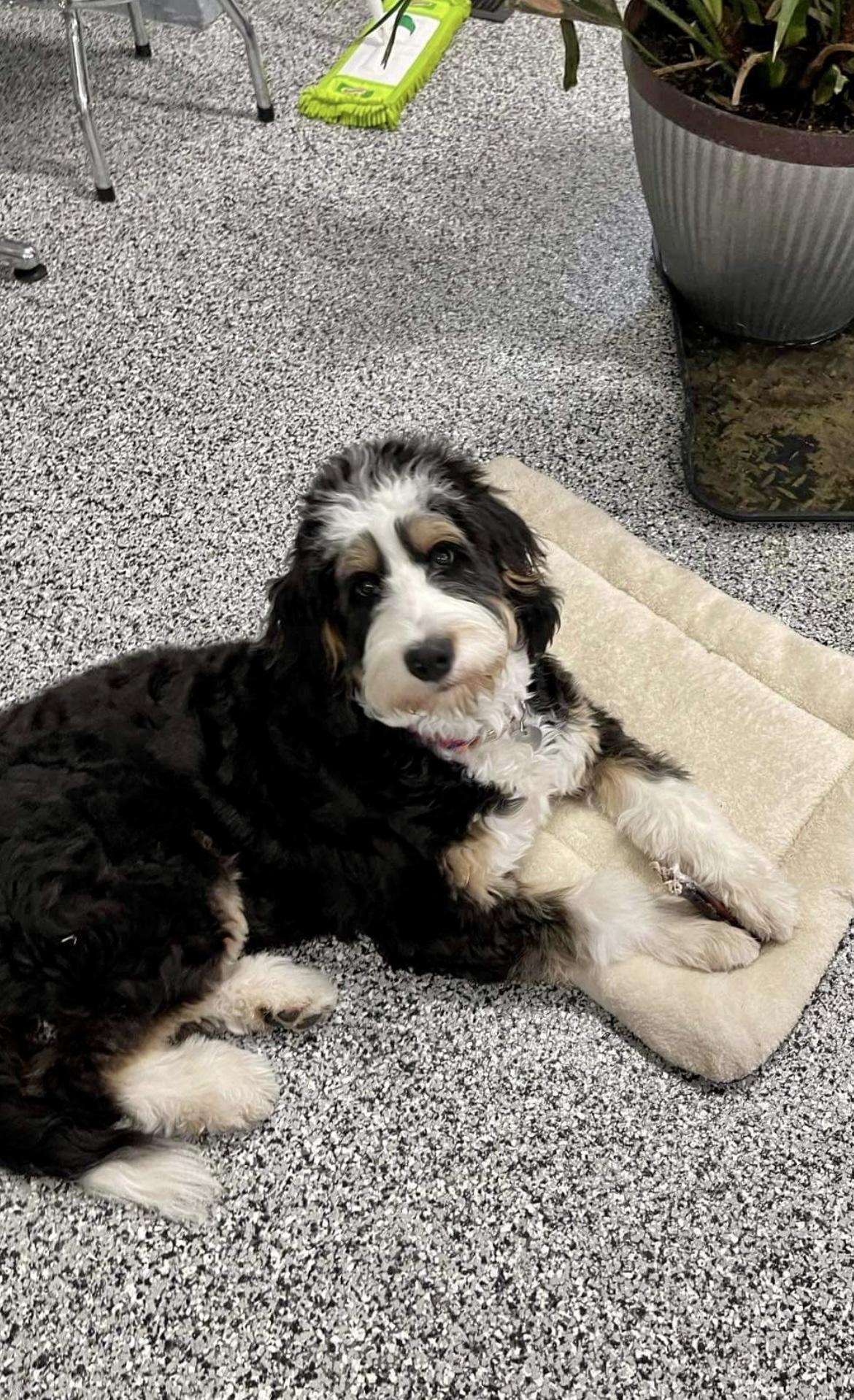 Posey Hill Doodles in Indiana | Bernedoodle puppies | Good Dog
