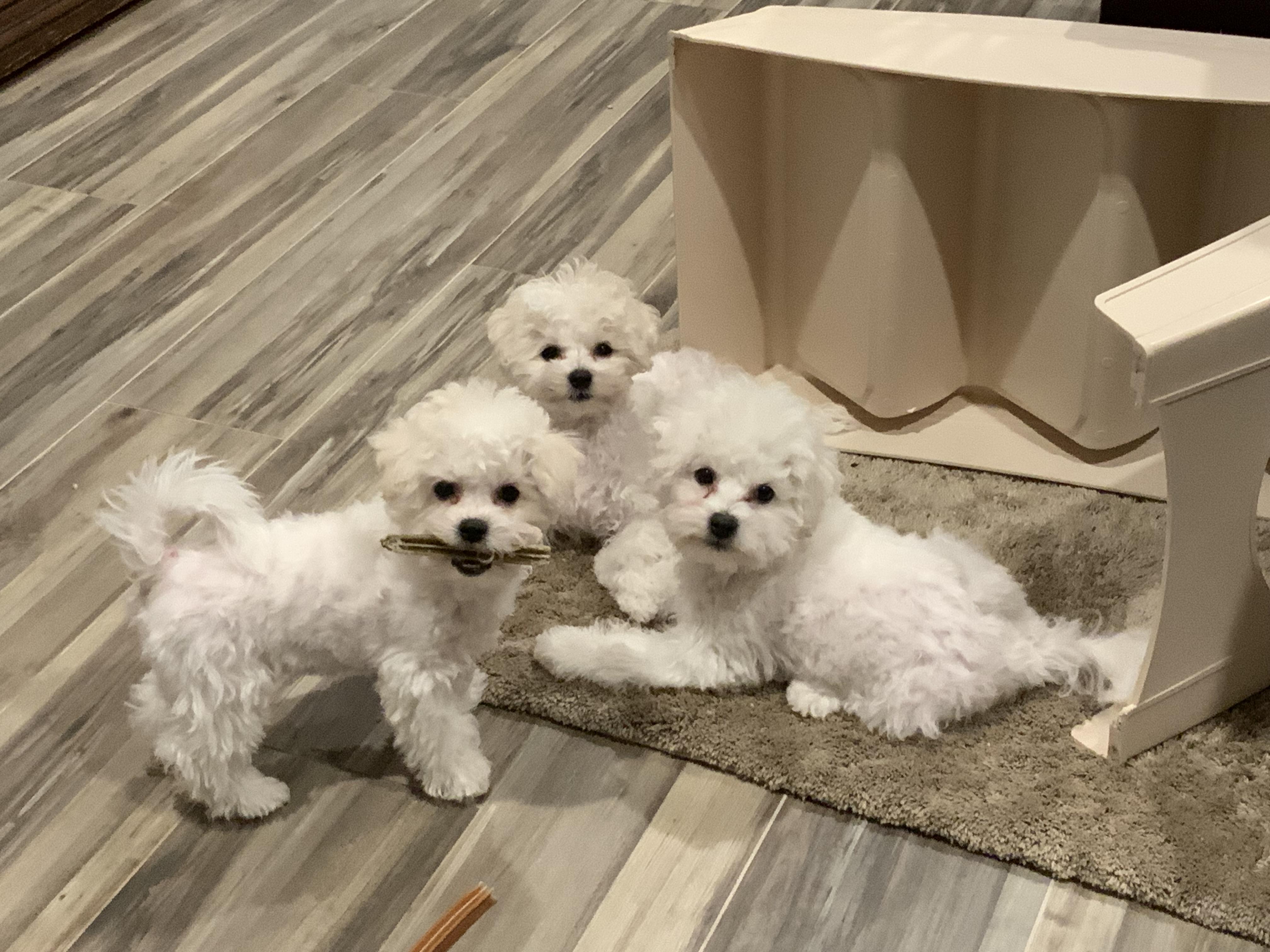 Panelli’s Bichon’s and Miniature Poodles in Texas | Bichon Frise ...
