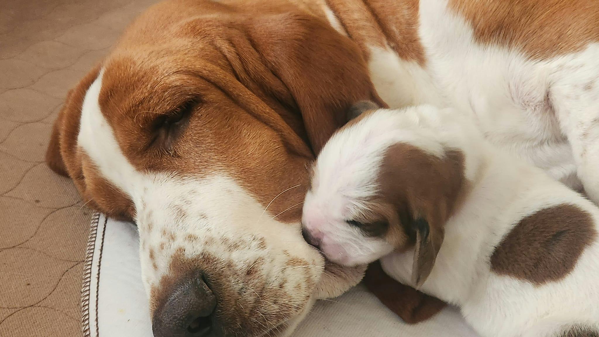 Yankee Bassets in Virginia | Basset Hound puppies | Good Dog