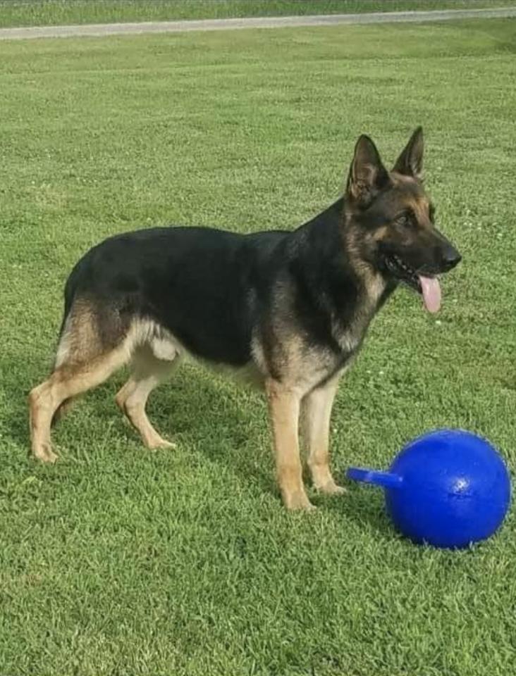 Janices AKC German Sheperds LLC in Illinois | German Shepherd puppies ...