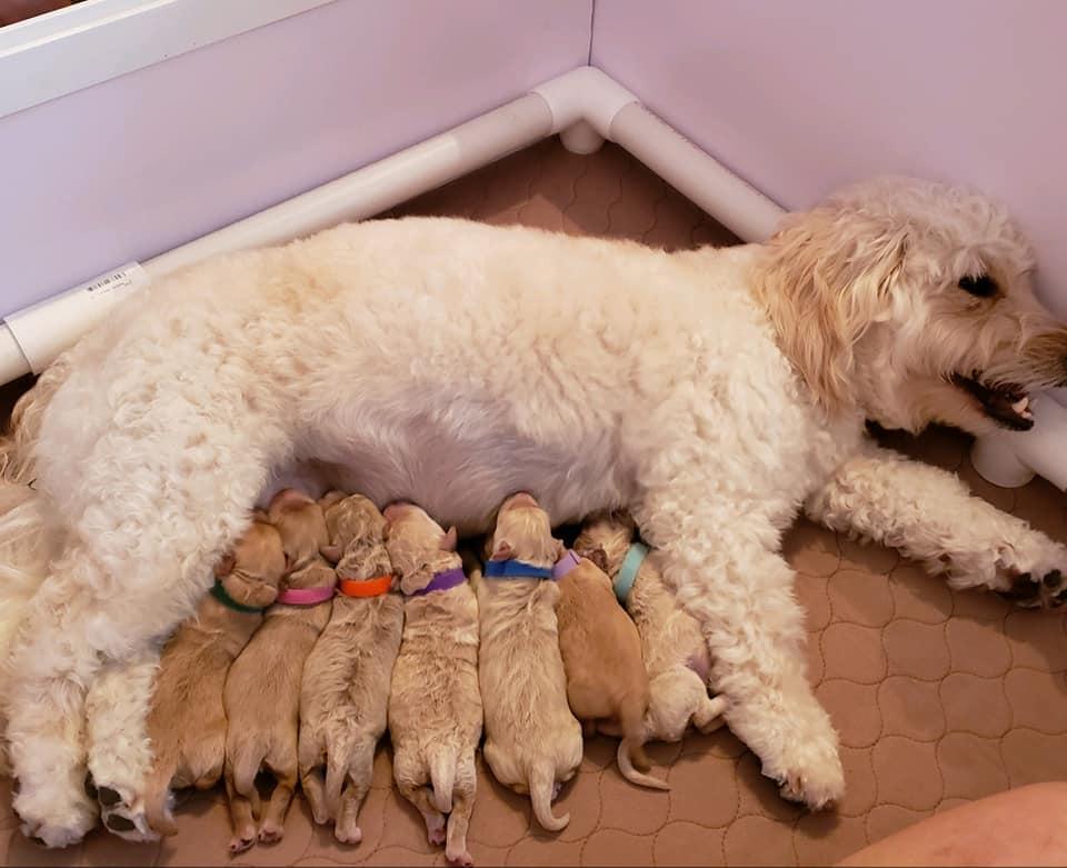 Florida Mini Goldendoodles in Florida | Goldendoodle puppies | Good Dog