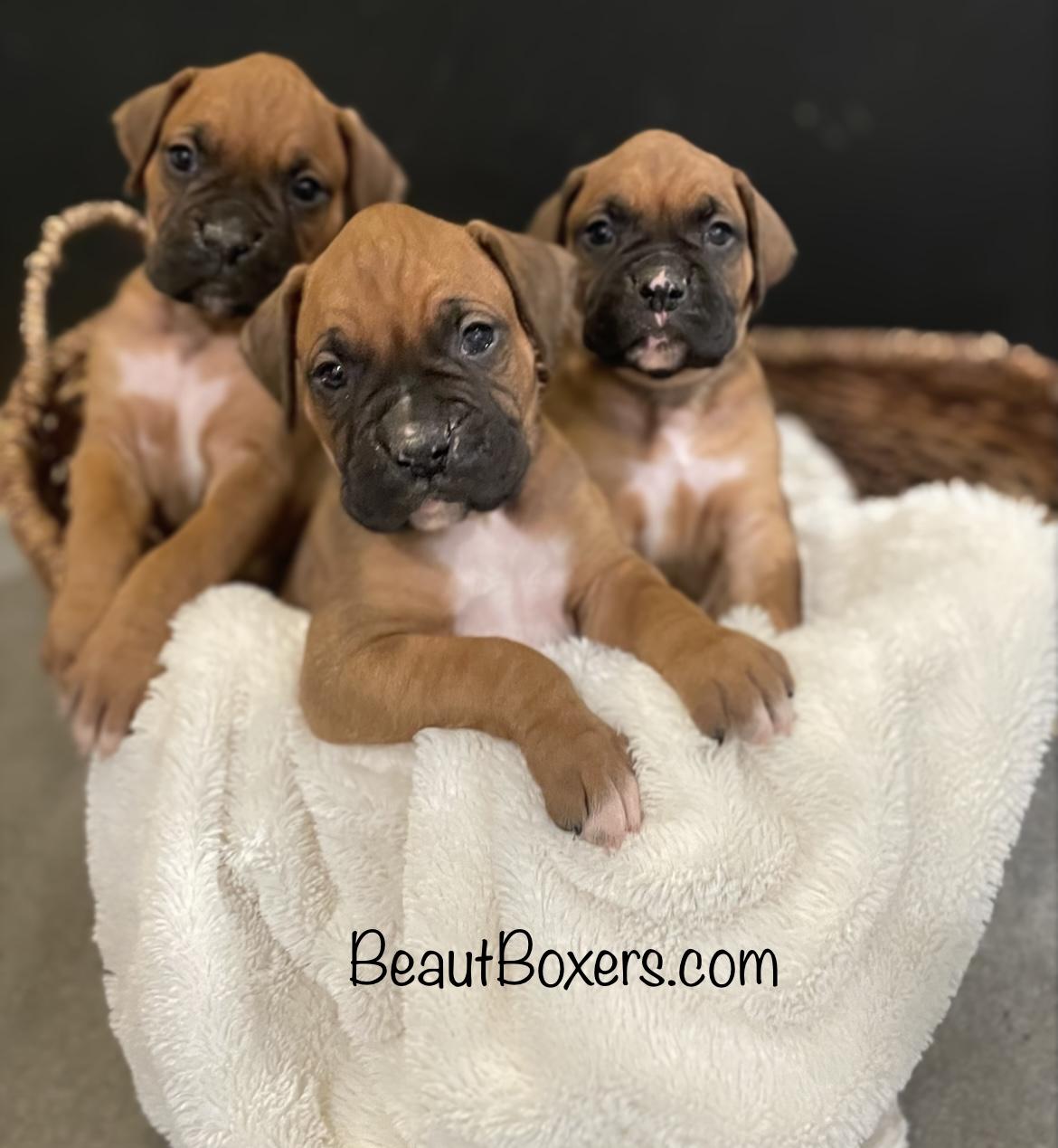 Beaut Boxers in Maryland | Boxer puppies | Good Dog