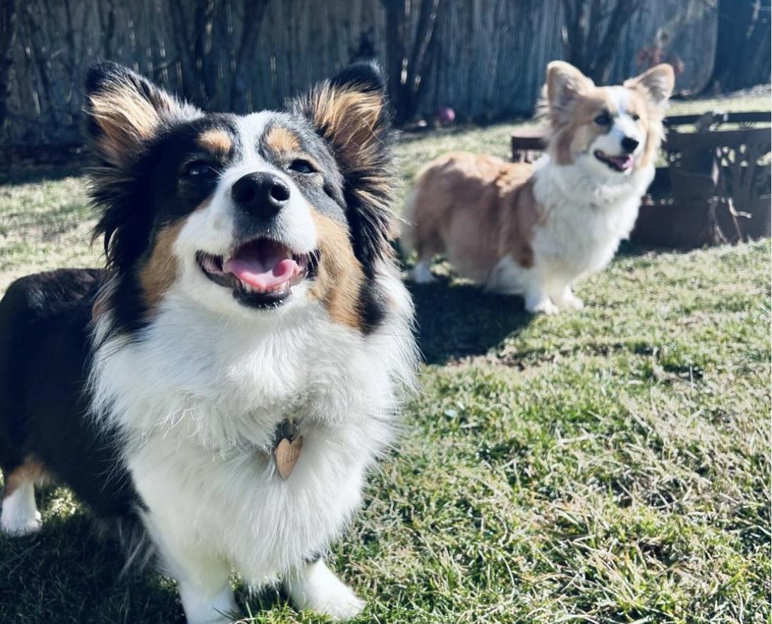 Witch Creek Corgis in Indiana | Pembroke Welsh Corgi and American Corgi ...