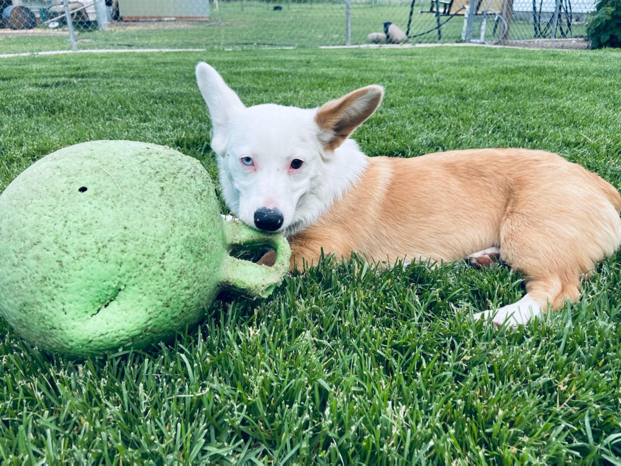 The Hoppers Back 40 in Utah | Pembroke Welsh Corgi, Miniature ...
